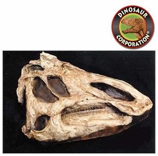 Prosaurolophus Skull For Sale | Fossil Replica | Dinosaur Corporation