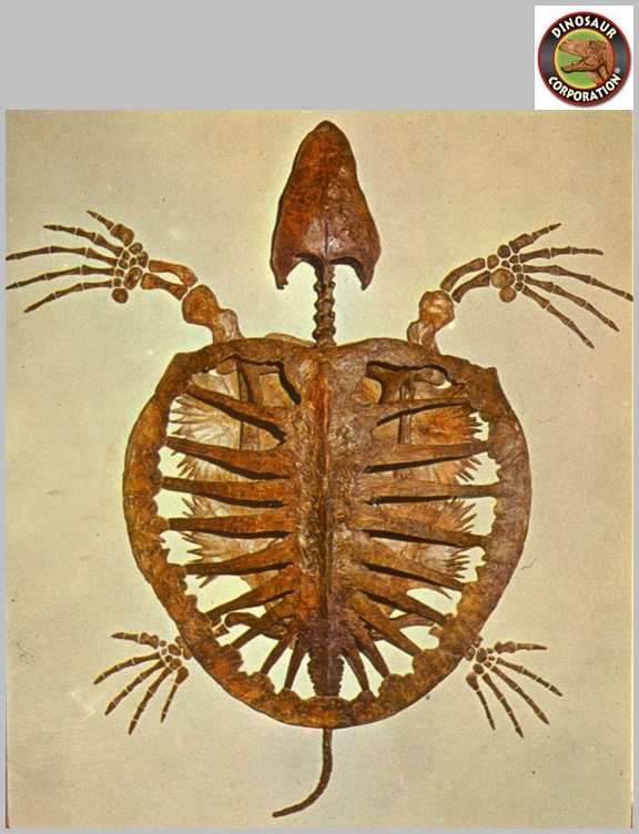 Protostega Skeleton For Sale | Dinosaur Corporation