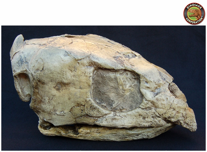 Protostega Skull | Prehistoric Sea Turtle | Dinosaur Corporation