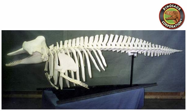 Pygmy Sperm Whale Skeleton For Sale | Dinosaur Corporation