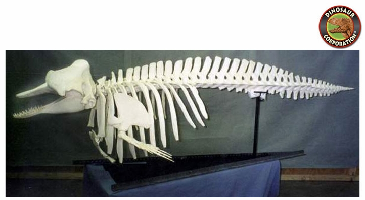 Pygmy Sperm Whale Skull