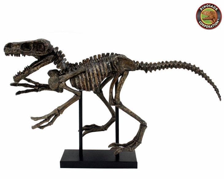 Velociraptor Skeleton