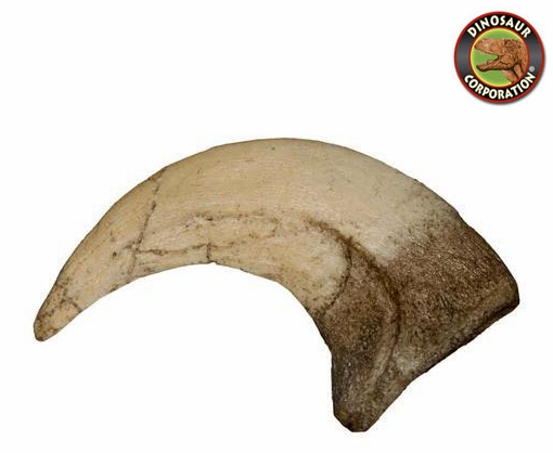 Velociraptor Claw | Fossil Replica | Dinosaur Corporaton
