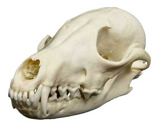 Fennec Fox Skeleton