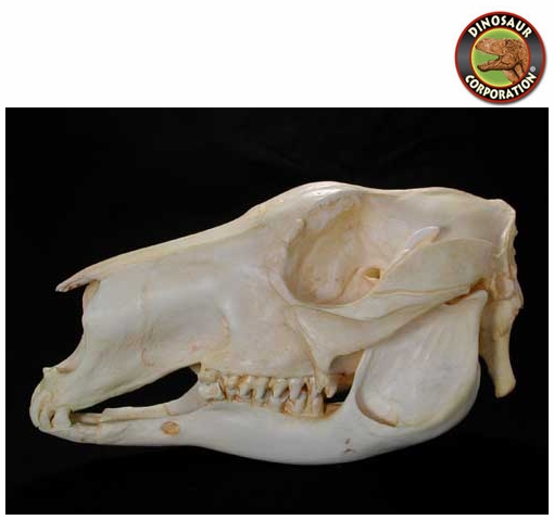 Red Kangaroo Skull | Dinosaur Corporation