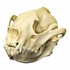 Red Lesser Panda Skull For Sale | Dinosaur Corporation
