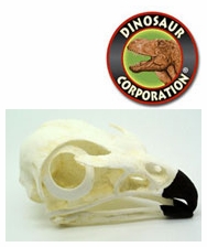 Red-tailed Hawk Skull | Dinosaur Corporation