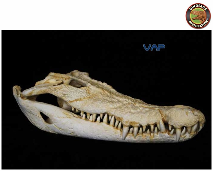 Reptile Skulls For Sale | Dinosaur Corporation
