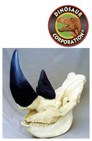 Rhino Skulls For Sale | Dinosaur Corporation