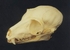 Ring-Tailed Lemur Skull | Dinosaur Corporation