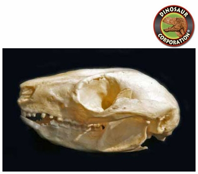 Ring Tailed Possum Skull | Dinosaur Corporation