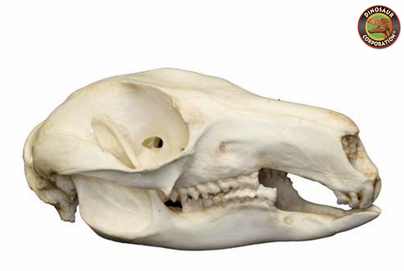 Rock Wallaby Skull | Dinosaur Corporation