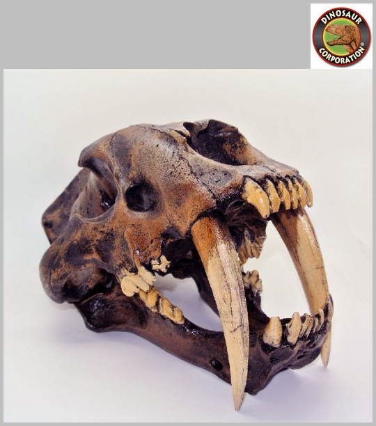 Saber Tooth Cat Skull for Sale | Dinosaur Corporation