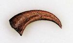 Dinosaur Claws For Sale | Fossil Replicas | Dinosaur Corporations