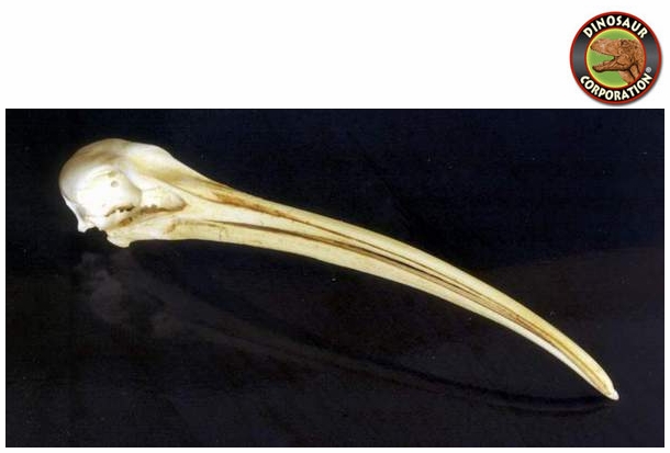 Scarlet Ibis Skull