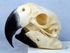 Scarlet Macaw Skull | Dinosaur Corporation