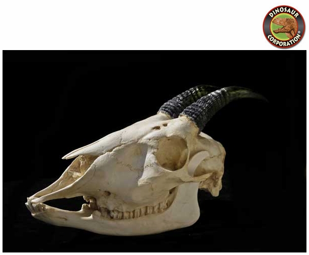 Serow Skull For Sale | Dinosaur Corporation