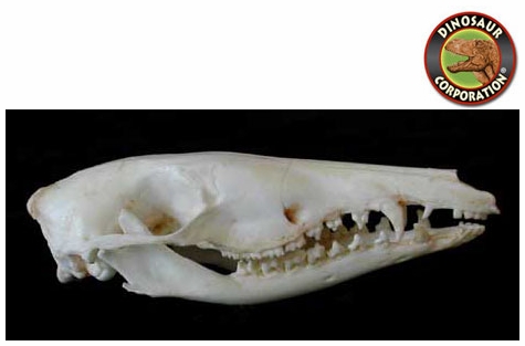 Short Nosed Bandicoot Skull | Dinosaur Corporation