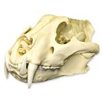Felidae Skulls For Sale | Dinosaur Corporation