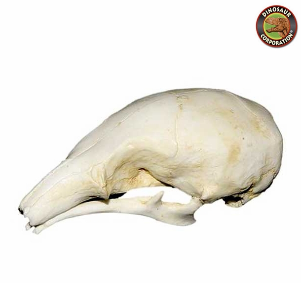 Silky Anteater Skull For Sale | Dinosaur Corporation