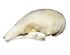 Silky Anteater Skull For Sale | Dinosaur Corporation