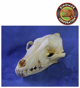 Singing Dog Female Skull