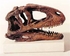 Sinraptor Skull For Sale | Fossil Replica