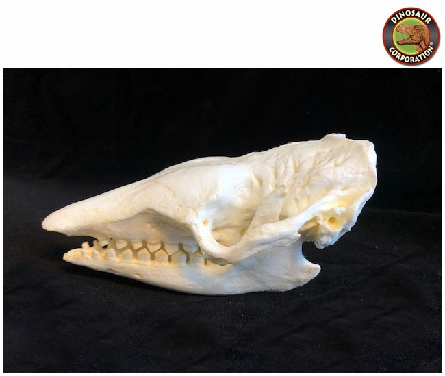 Giant Armadillo Teeth