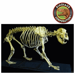 American Cheetah Skeleton