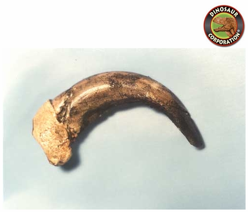 Sloth Bear Claw | Dinosaur Corporation