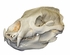 Sloth Bear Skull For Sale | Dinosaur Corporation