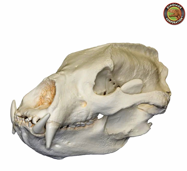 Sloth Bear Skull For Sale | Dinosaur Corporation