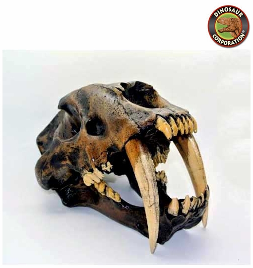 Saber Tooth Tiger Fossil