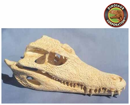 Smooth Fronted Caiman Skull For Sale | Dinosaur Corporation