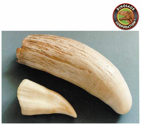 Sperm Whale Tooth | Dinosaur Corporation