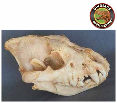 Spotted Hyena Skull For Sale | Dinosaur Corporation