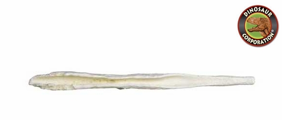 St. Bernard Dog Baculum For Sale | Dinosaur Corporation