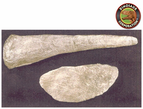 Stegosaurus Tail Spike Spine Plate For Sale | Dinosaur Corporaton|