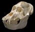 Sumatran Orangutan Skull | Dinosaur Corporation