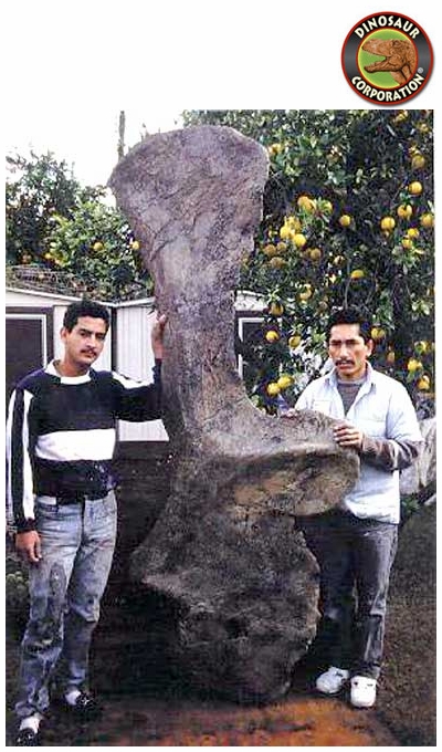 Supersaurus Scapula For Sale | Dinosaur Corporation