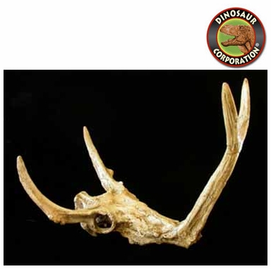 Synthetoceras Skull For Sale | Dinosaur Corporation