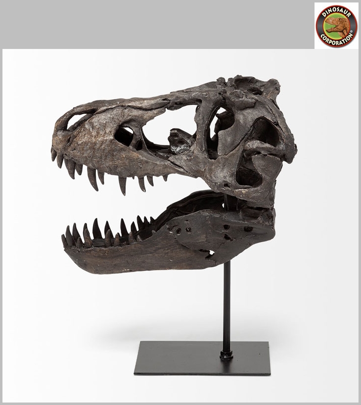 T-rex Skull For Sale | Dinosaur Corporation