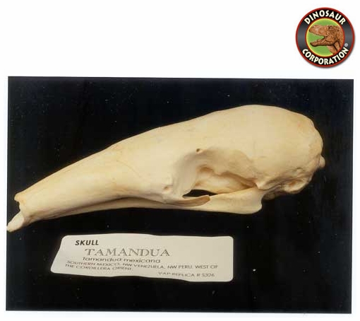 Silky Anteater Skeleton