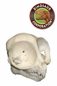 Tarsiidae Skulls | Dinosaur Corporation