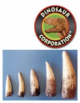 Dinosaur Teeth For Sale | Fossil Replicas | Dinosaur Corporation