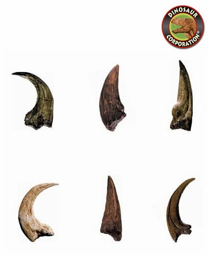 Wholesale Dinosaur Teeth Claws | Dinosaur Corporation