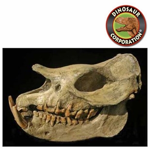 Teleoceras Skull For Sale | Dinosaur Corporation