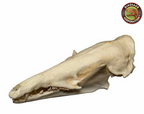 Lowland Streaked Tenrec Skull For Sale | Dinosaur Corporation