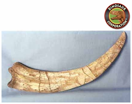 Therizinosaurus Claw
