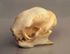 Three-Toed Sloth Skull For Sale | Dinosaur Corporation